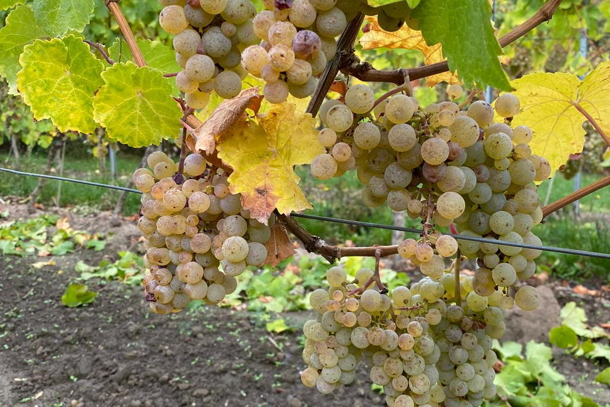 Granit-Riesling - Klaus HILZ: Weine aus Leidenschaft