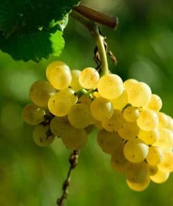 Homepage - Klaus HILZ: Weine aus Leidenschaft